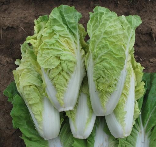 Pak Choy, Taiwan Seeds（台湾白菜 快菜 娃娃菜 种子）