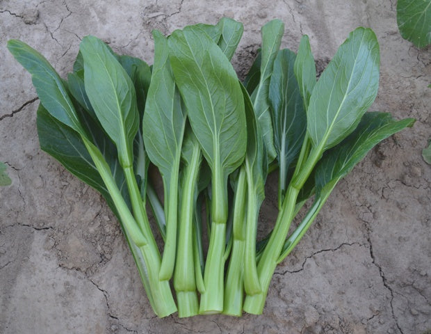 Chinese Choy Sum ( Yu Choy ) Seeds 油菜心 种子