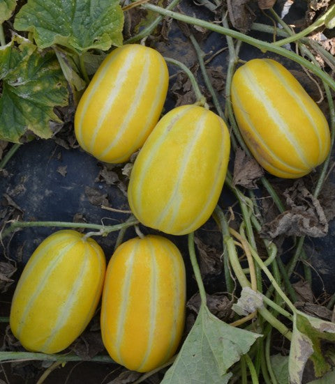 Oriental Melon Seeds 中国 甜瓜 香瓜 哈密瓜 种子