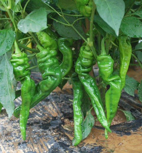 Chinese Hot Pepper Seeds (亚洲中国辣椒种子)