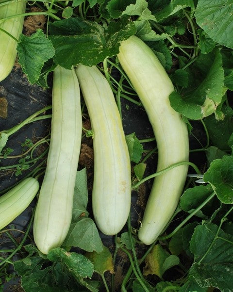 Oriental Pickling Melon Seeds （白瓜/越瓜种子）