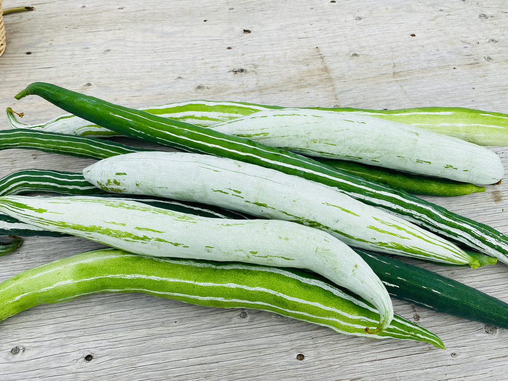 Snake Gourd Seeds 蛇瓜种子